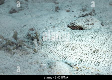 Fish of the Red sea. Red sea Moses sole Stock Photo - Alamy