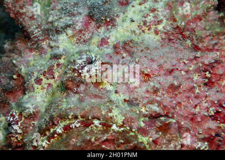 Fish of the Red sea. Stonefish Stock Photo - Alamy