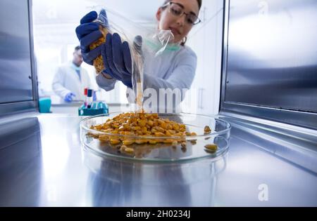 Agronomist testing corn grains in laboratory. Shoot from inside of ...