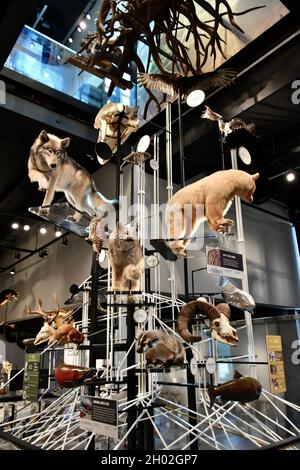 The Burke Museum of Natural History and Culture at the University of ...