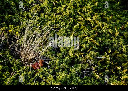 Flora on island in Fjällbacka archipelago on the western coastline of ...