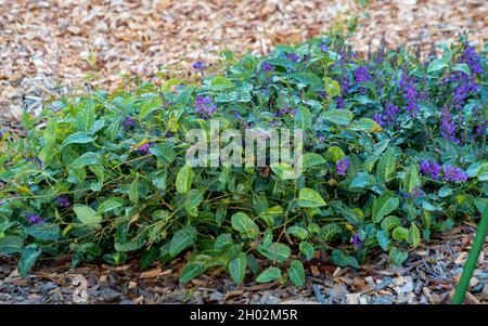 A purple flowering clump of green leafed Happy Wanderer plant ...