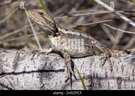 Jacky Lizard Basking on log Stock Photo - Alamy