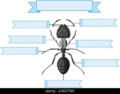External Anatomy of an ant worksheet illustration Stock Vector Image ...