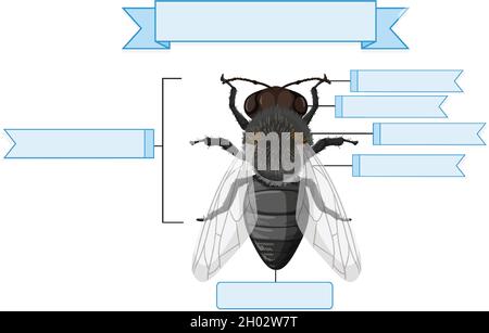 Labeled Insect Diagram