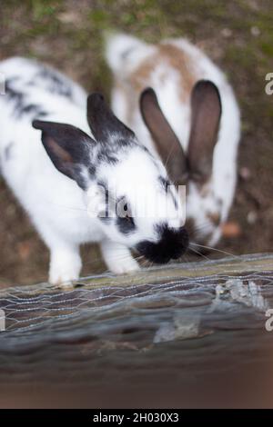 Top view of two white fluffy bunny ears over pink background. Easter ...