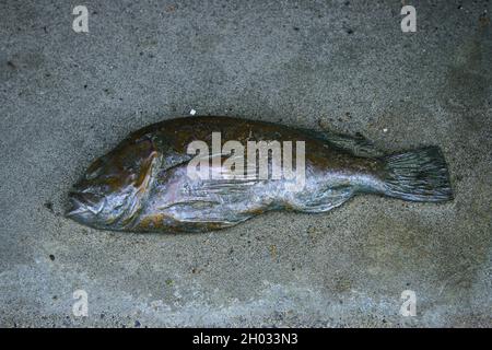 Closeup of one dead fish washed ashore during red tide algae bloom ...