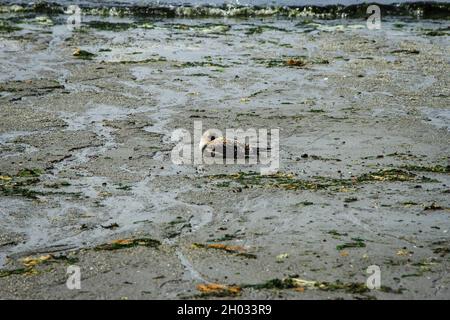 seagull sleeping in sand on a beach Stock Photo - Alamy