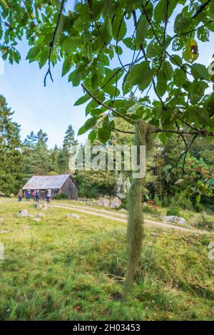 Fishbone beard lichen growing on the tree branches Stock Photo - Alamy