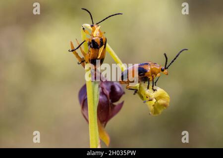 Dendrobium Beetles feeding on a Flying Duck Orchid Stock Photo - Alamy
