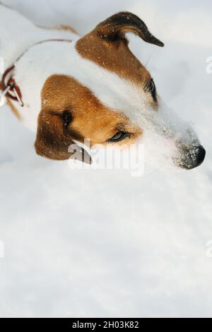 Top of head of Jack Russell Terrier Stock Photo - Alamy