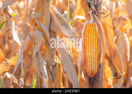 Fusarium corn ear rot damage. most common maize disease, selective ...