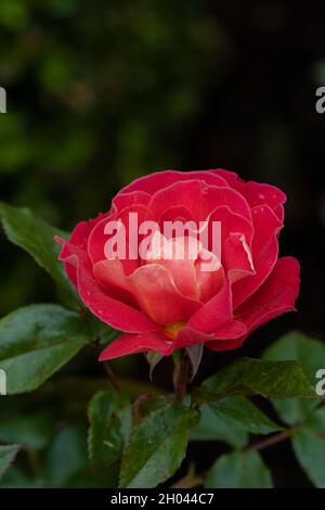 Beautiful red rose with buds in garden. Cyme of small red rose flowers ...