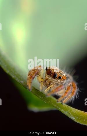 Green tree ant jumping spider (Cosmophasis bitaeniata) on a fence post ...