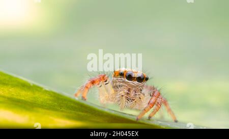 Green tree ant jumping spider (Cosmophasis bitaeniata) on a fence post ...