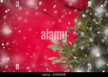 Winter holiday theme. Happy New Year. Space for text. Christmas pine ...