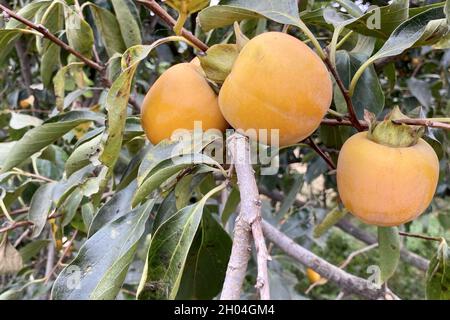 Orange permission fruits on the branch Stock Photo - Alamy