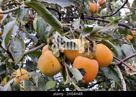 Orange permission fruits on the branches Stock Photo - Alamy