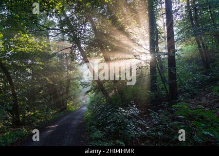 magical sunlight in the fairy tale forest dark tree trunk atmospheric ...