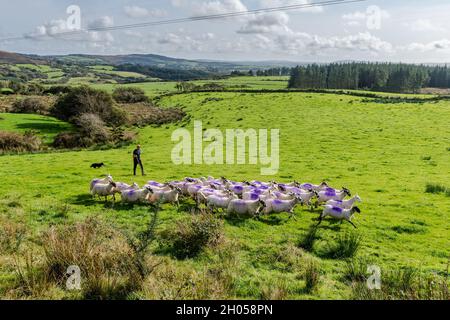 Sheep dog herding sheep in Ballydehob, West Cork, Ireland Stock Photo ...