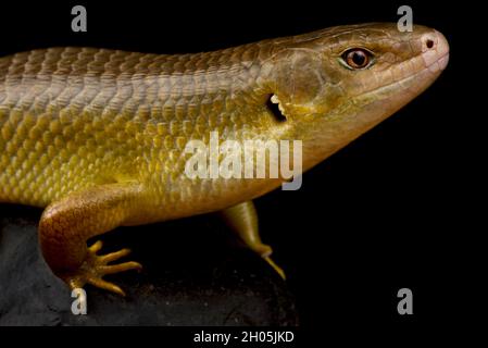 Major Skink (Bellatorias frerei Stock Photo - Alamy