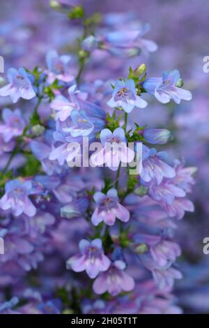Penstemon heterophyllus ‘Heavenly Blue’ beardtongue Heavenly Blue ...