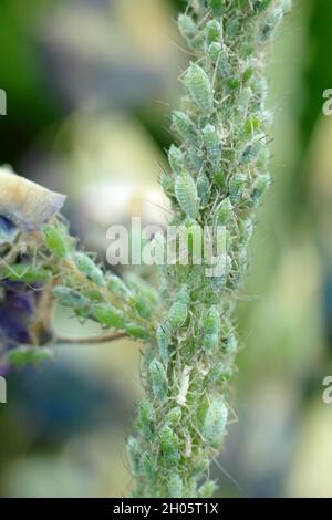 Lupin aphids, Macrosiphum albifrons, infestation on the peduncle of a ...