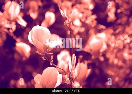 Blue tulip flower duotone background texture gradient Stock Photo - Alamy