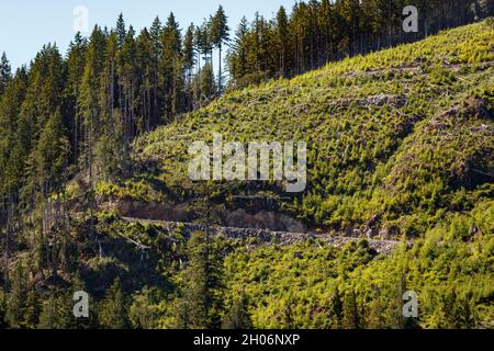 Slope after forest deforestation and logging in the Alpine mountain ...