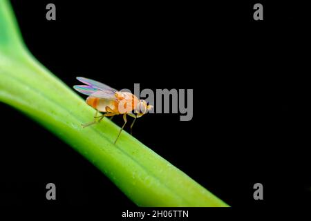 Fruit fly, Drosophila melanogaster, color variation. On the left are ...
