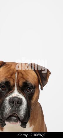 portrait of a boxer dog hiding his face from the camera and wearing a ...