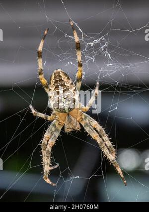 cross spider, spider web, macro shot, nature, spider, insect, animal ...