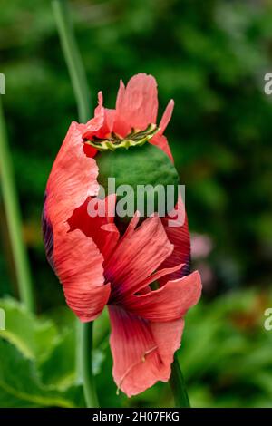 Garden portrait of delightful Papaver somniferum (Opium Poppy) flowers in good sunshine Stock ...