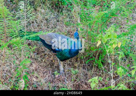Peafowl in Uda Walawe National Park, Sri Lanka Stock Photo - Alamy