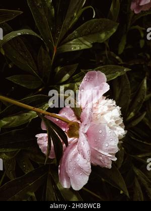 Pink peony with waterdrops close up in high key Stock Photo - Alamy