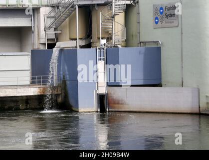 Essen, Germany. 21st Sep, 2021. The fish can swim into the tube through ...