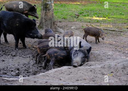 Mother boar with her baby boarlets Stock Photo - Alamy
