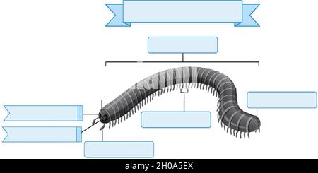 External Anatomy of millipede worksheet illustration Stock Vector Image ...