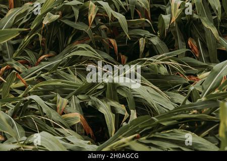 Corn crops with knocked over bent stem after severe wind storm in field ...