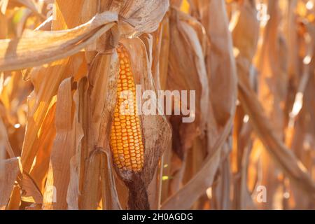 Fusarium corn ear rot damage. most common maize disease, selective ...