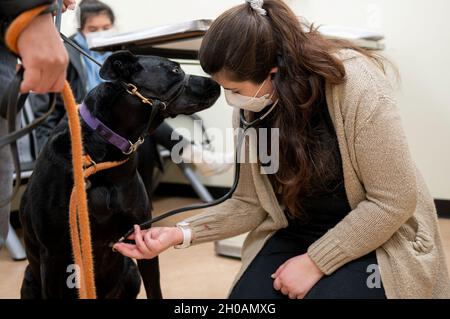 Carly Sullivan, 106th Medical Detachment, Veterinary Services Support ...