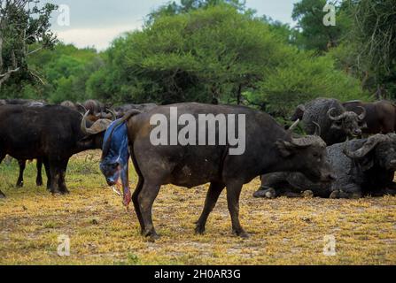 Buffalo giving birth Stock Photo - Alamy