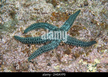 Spiny starfish, Spiny sea star, Sea star, Sea-star (Marthasterias ...