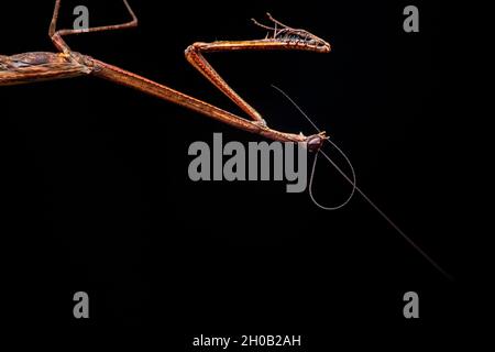 Mantis (Angela guianensis) on black background, Saramaca, French Guiana ...