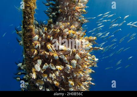 Pelagic gooseneck barnacle, Lepas anatifera (Anatifa laevis) 1, and ...