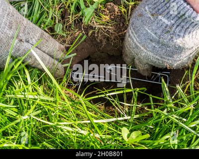 Gardener sets up mole trap in runway using metal hooks. Placing ...
