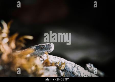Asp Viper, vipera aspis, Adult, Venomous Snake in France Stock Photo ...