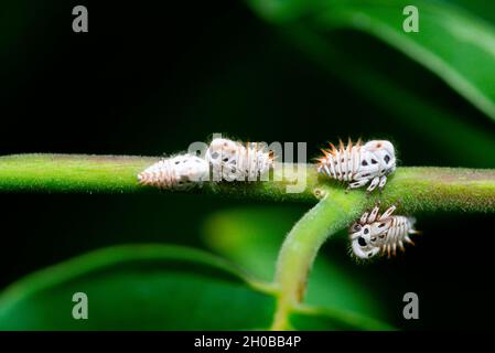 Treehopper (Membracis foliatafasciata) larvae on Ylang Ylang (Cananga ...