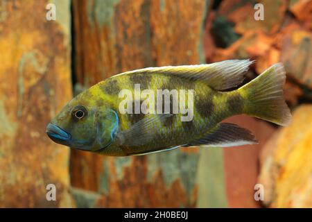 Venustus Cichlid Nimbochromis venustus aquarium fish Stock Photo - Alamy