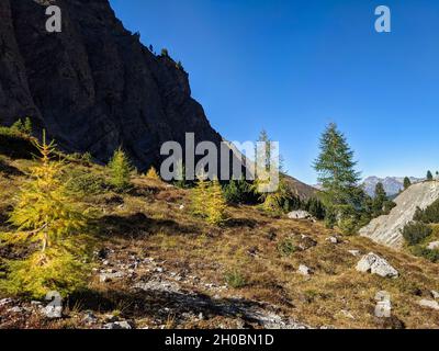 larch forest the swiss alps. Fantastic autumn mood near the davos ...